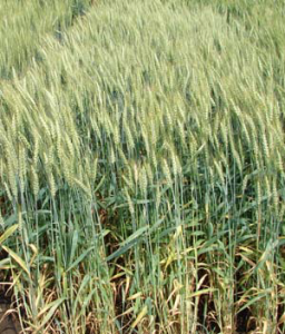 GRAU DE TOAMNA PAJURA, SOI DE GRAU ROMANESC - Samanta.ro - Magazinul ...