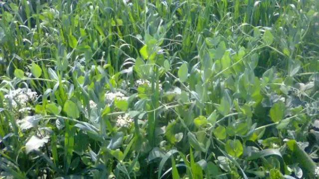 SAMANTA AMESTEC PLANTE FURAJERE- BORCEAG DE PRIMAVARA (Mazariche 50% ...